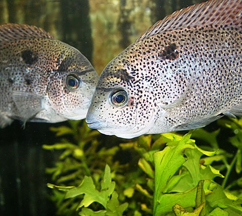 Least aggressive Vieja | MonsterFishKeepers.com