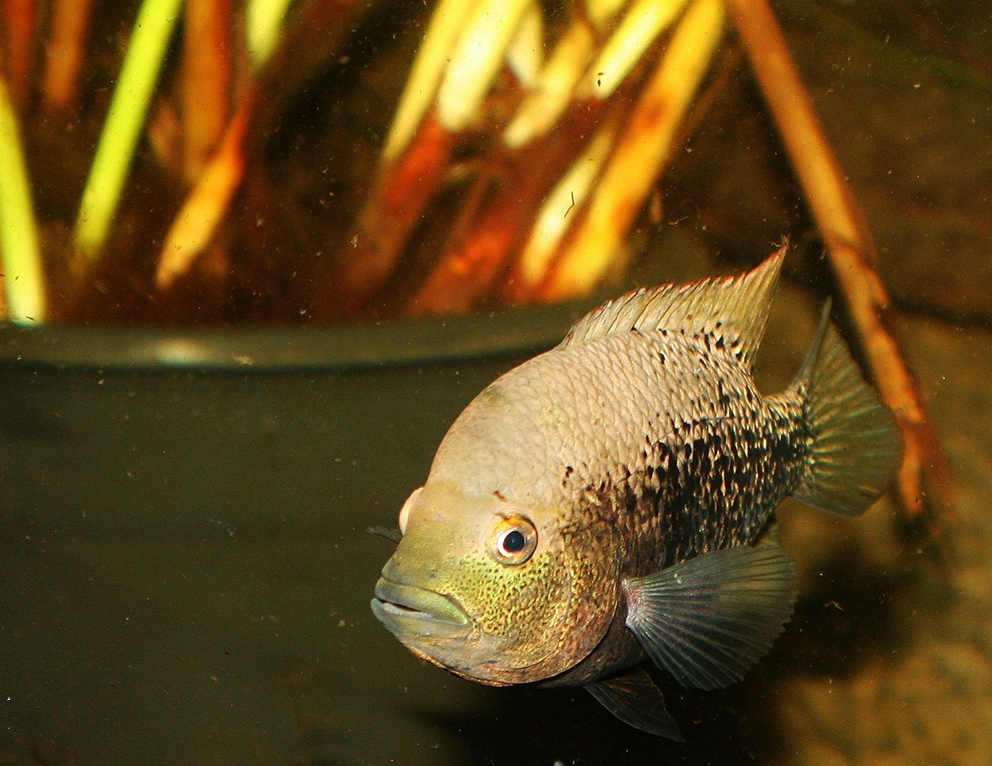 Nosferatu bartoni | MonsterFishKeepers.com