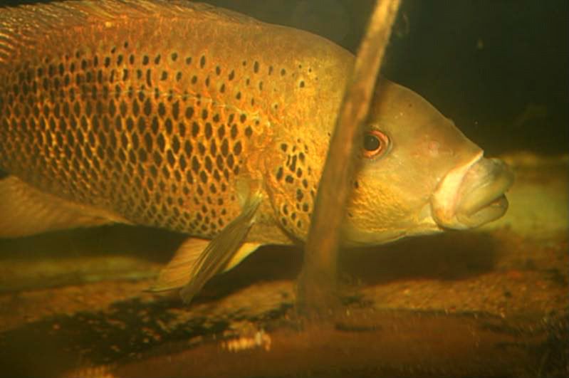 Badly swollen and infected lips | MonsterFishKeepers.com
