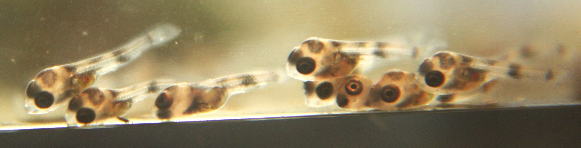 Cichlasoma dimerus spawn. - The Cichlid Room Companion