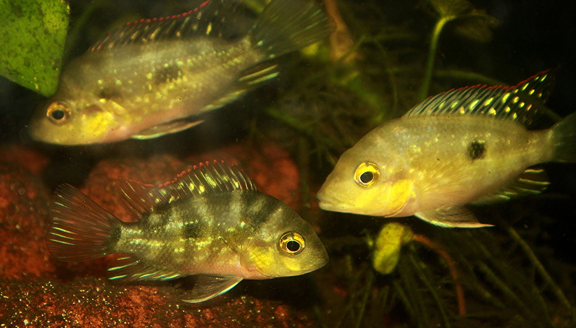 Sexing Cribroheros Rostratus | MonsterFishKeepers.com