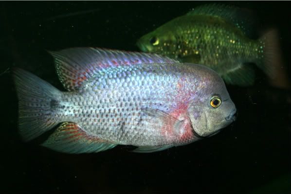 Most striking Vieja? | Cichlid Fish Forum
