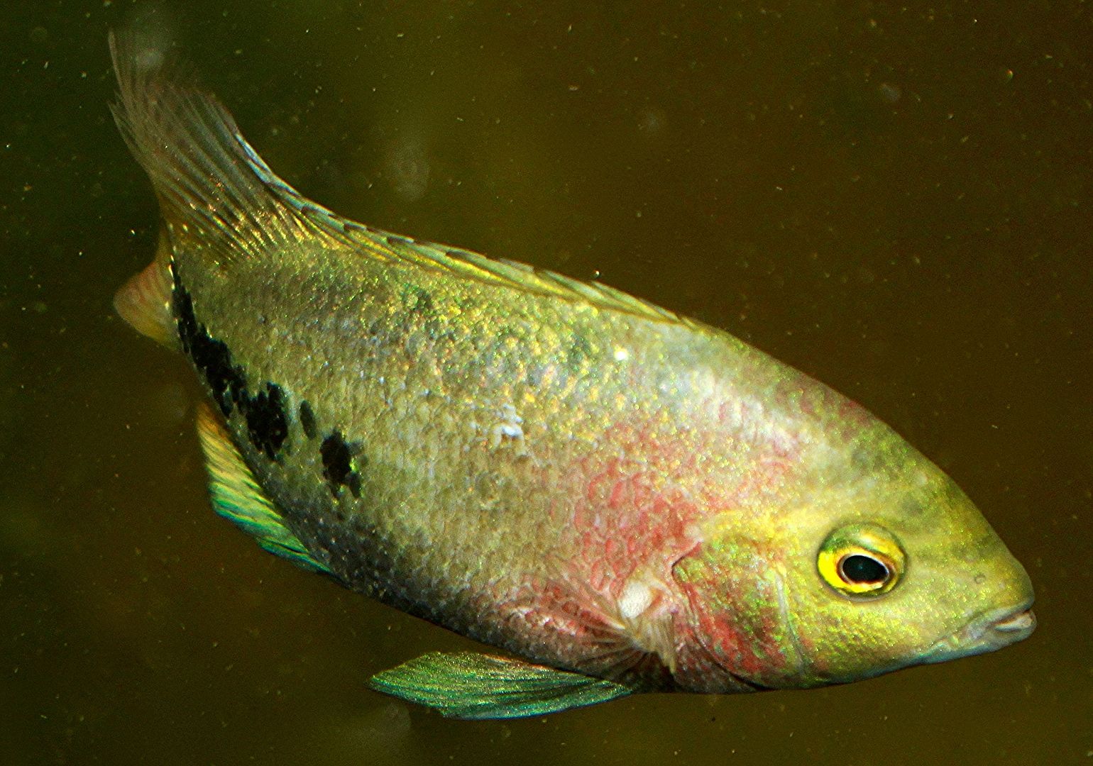 Red Head Cichlid? Is this what it is.... | MonsterFishKeepers.com