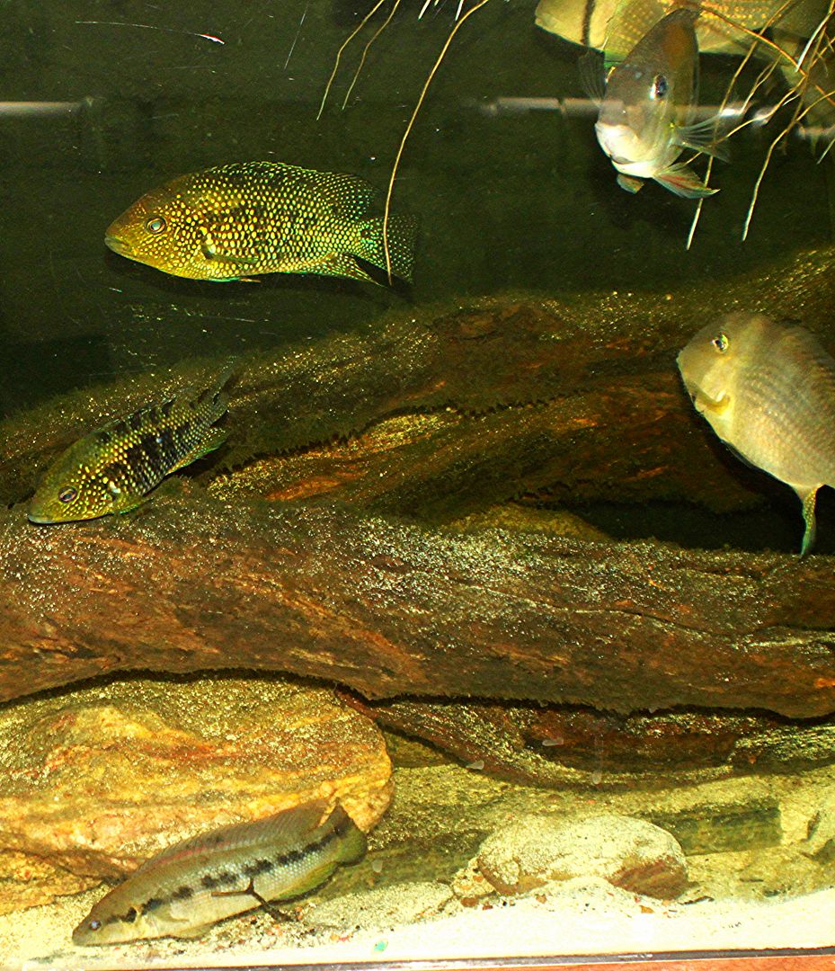 Belly Crawler Pike | MonsterFishKeepers.com