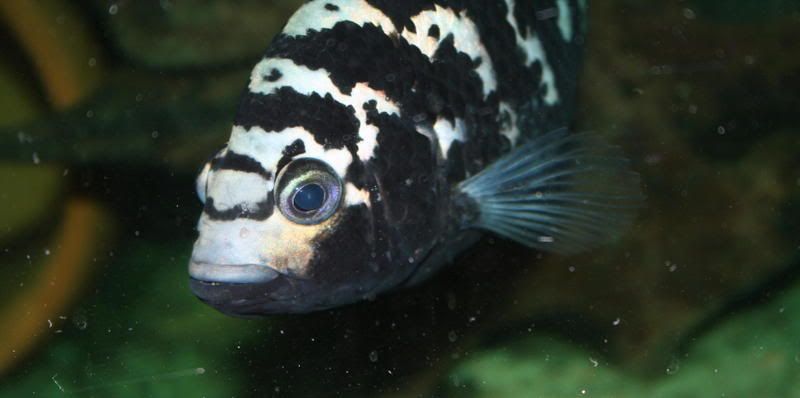 Cuban Cichlid | Cichlid Fish Forum