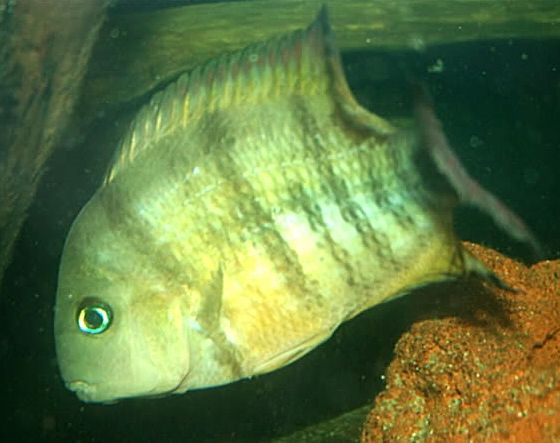 Cutteri cichlid | MonsterFishKeepers.com