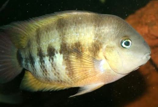 A visual guide to sexing new world cichlids | MonsterFishKeepers.com