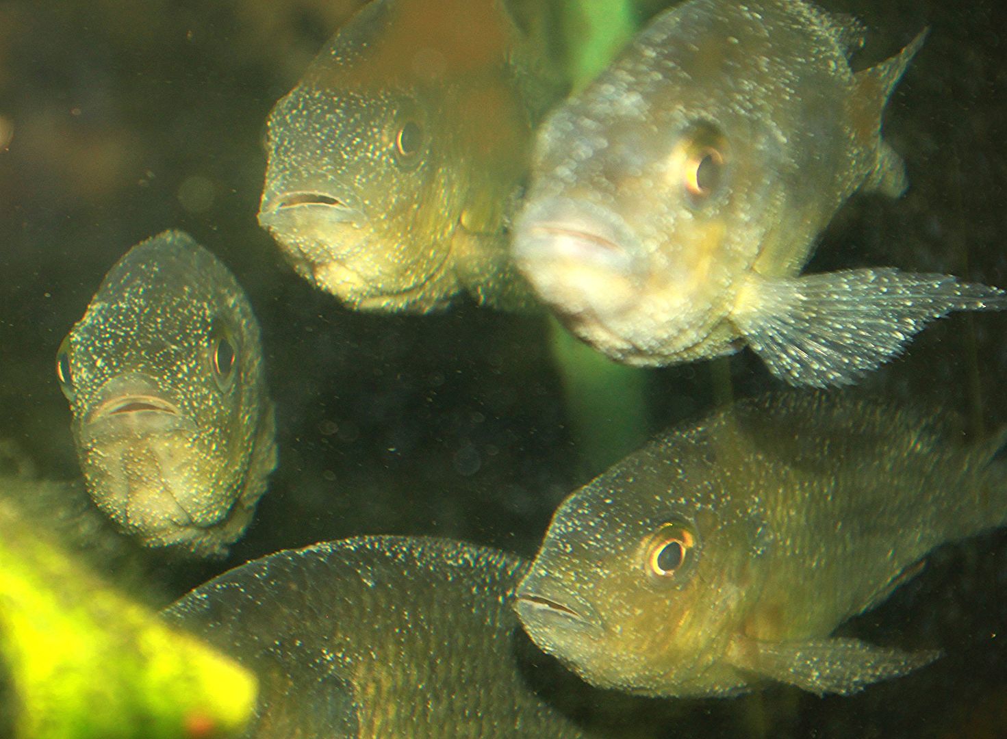 Does my fish have ick? | MonsterFishKeepers.com