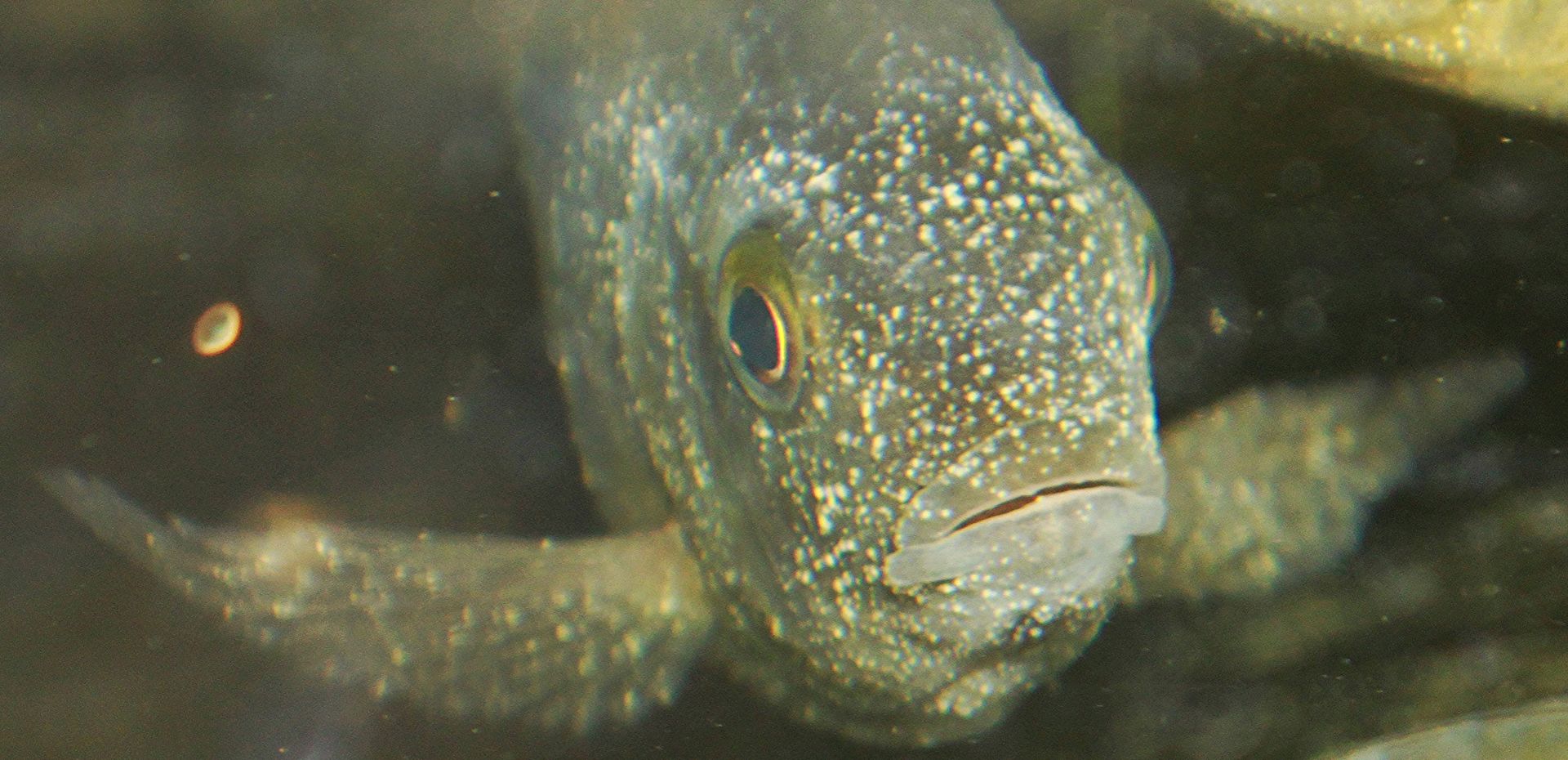 fish ick Ick noticed myaquariumclub - ISBAGUS