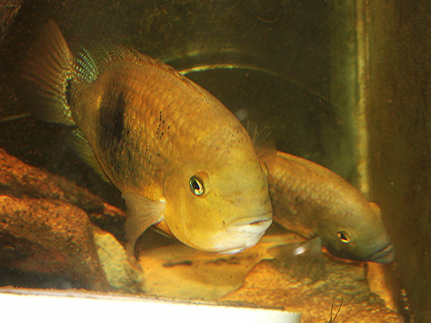 Vieja Hartwegi Male or Female? | MonsterFishKeepers.com