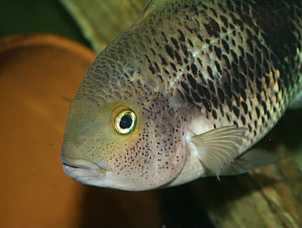 Panda Uaru (U. fernandezyepezi) | Cichlid Fish Forum