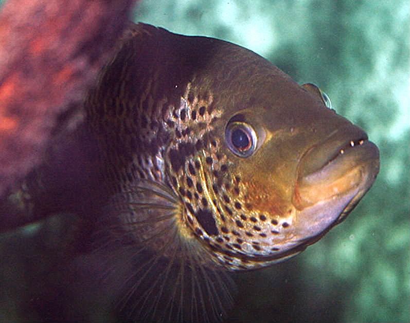 Best Dither Fish | Page 3 | MonsterFishKeepers.com