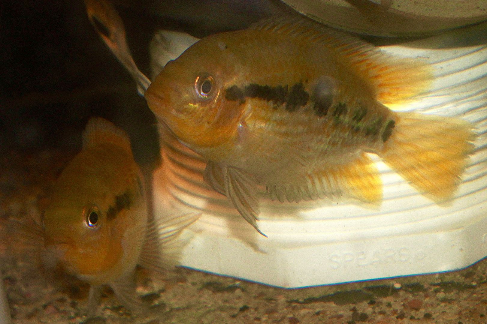 Wild Archocentrus multispinosus | MonsterFishKeepers.com