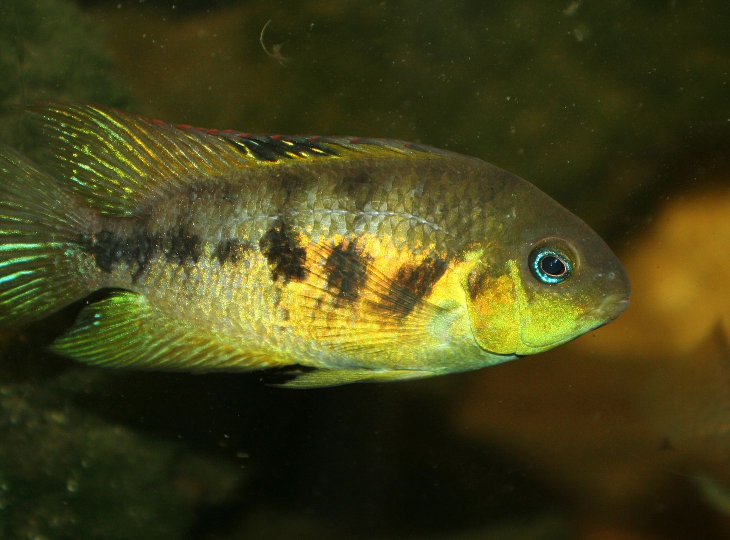 amatitlania nanolutea (Yellow convict) with glowlight tetras ...