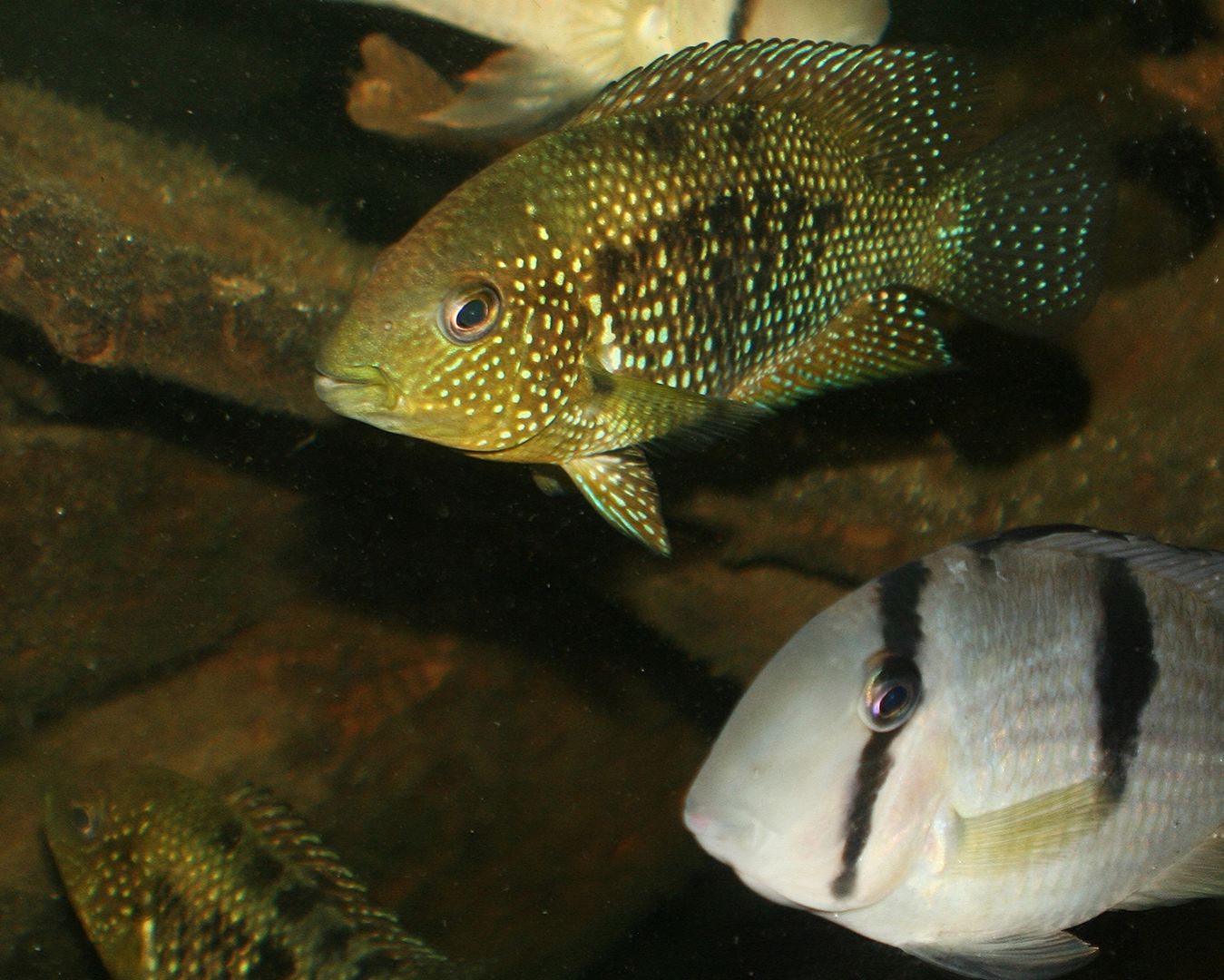Mesoheros Gephyrum? | MonsterFishKeepers.com