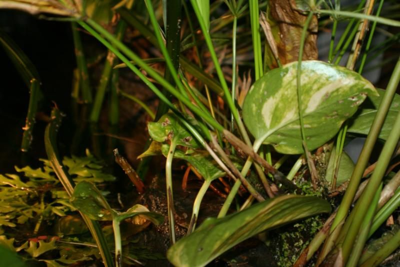 Pothos plant in cichlid tank | MonsterFishKeepers.com