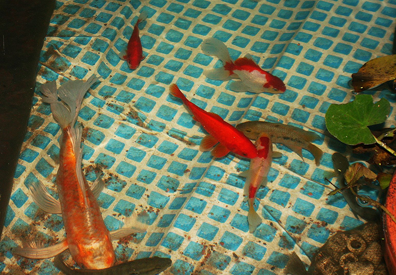 How quickly do Goldfish grow? | MonsterFishKeepers.com