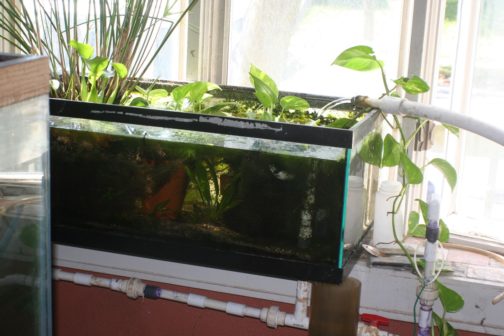 Freshwater Refugium | MonsterFishKeepers.com