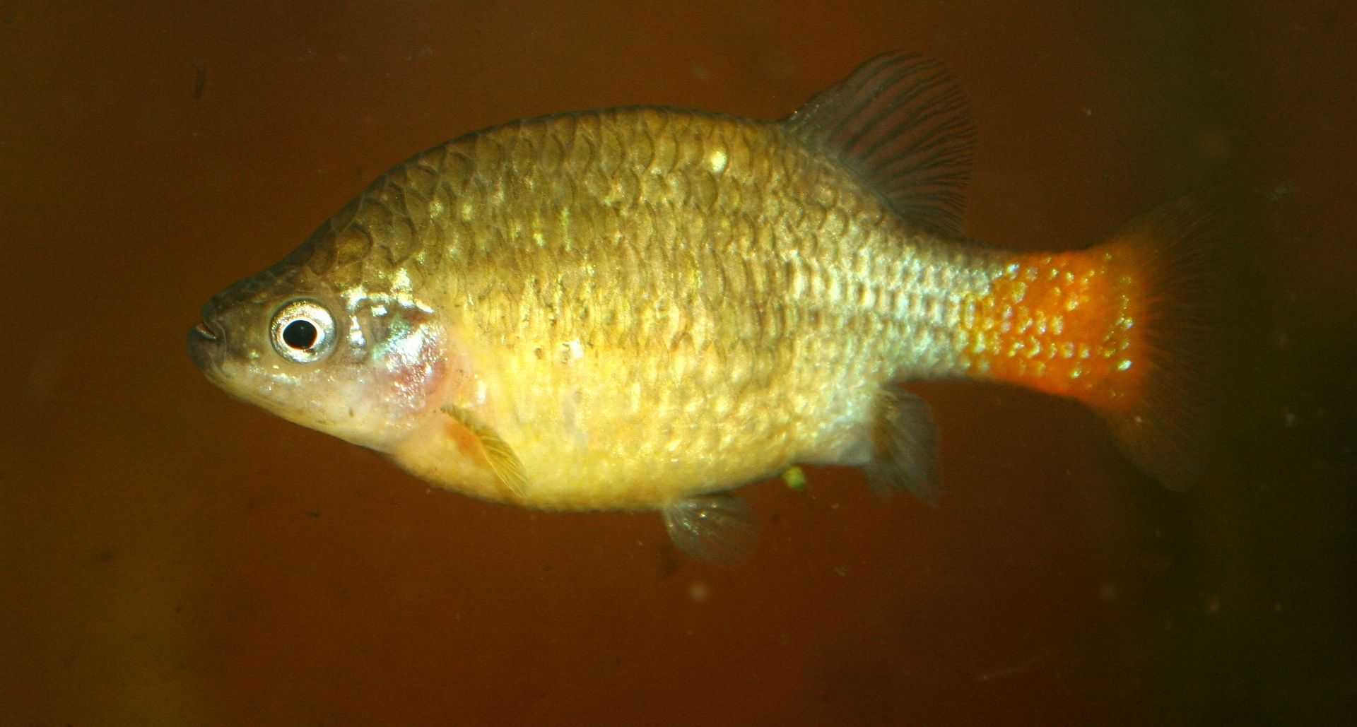 Dither fish | MonsterFishKeepers.com