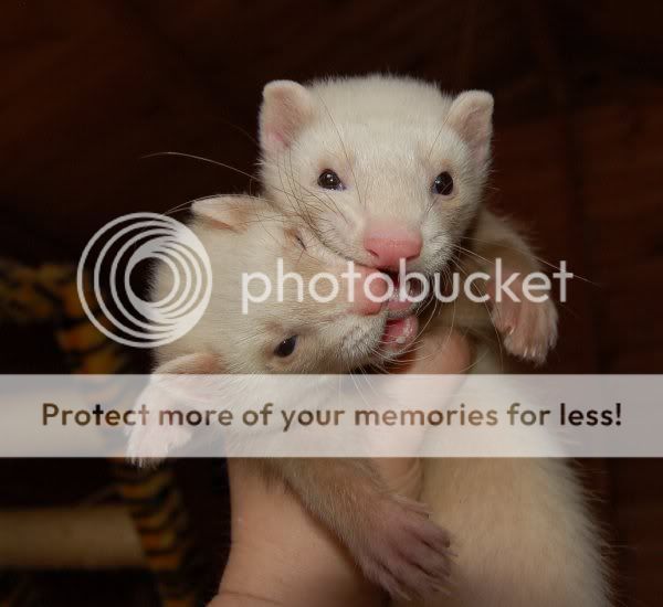 SE England - 2 x sandy kits needing homes | Reptile Forums