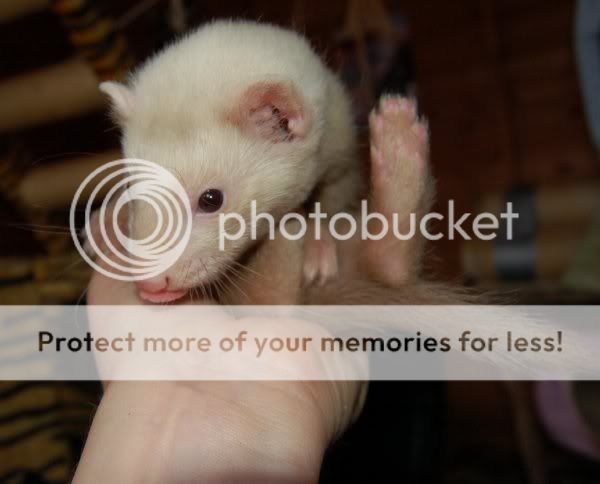 SE England - 2 x sandy kits needing homes | Reptile Forums