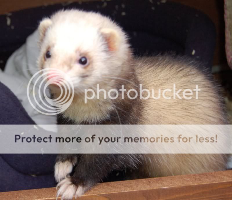 The Ferret Thread *** | Reptile Forums
